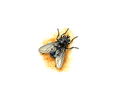 Diptera | The Learning Zone