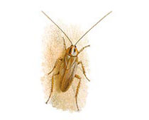 Blattodea | The Learning Zone