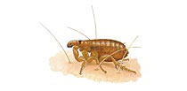 Siphonaptera | The Learning Zone