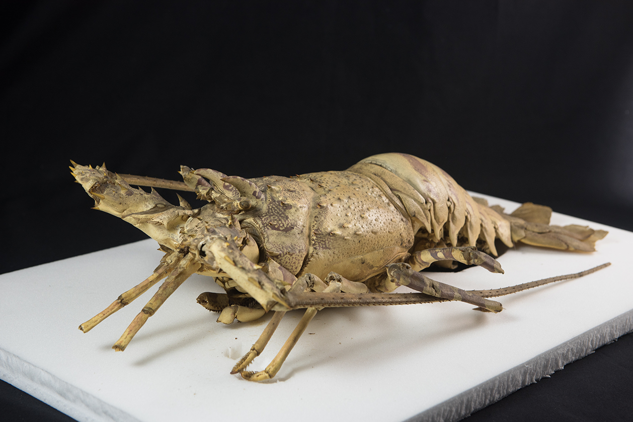 Crustaceans | The Learning Zone