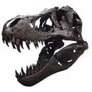 What can fossils tell us | The Learning Zone