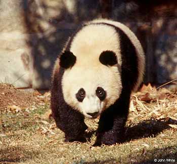 Giant panda | The Learning Zone