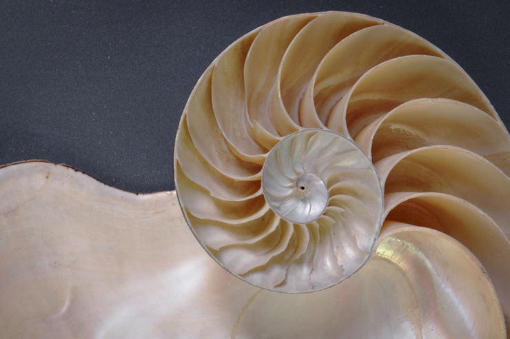 Nautiloids | The Learning Zone