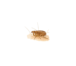 Siphonaptera | The Learning Zone