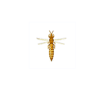 Thysanoptera | The Learning Zone